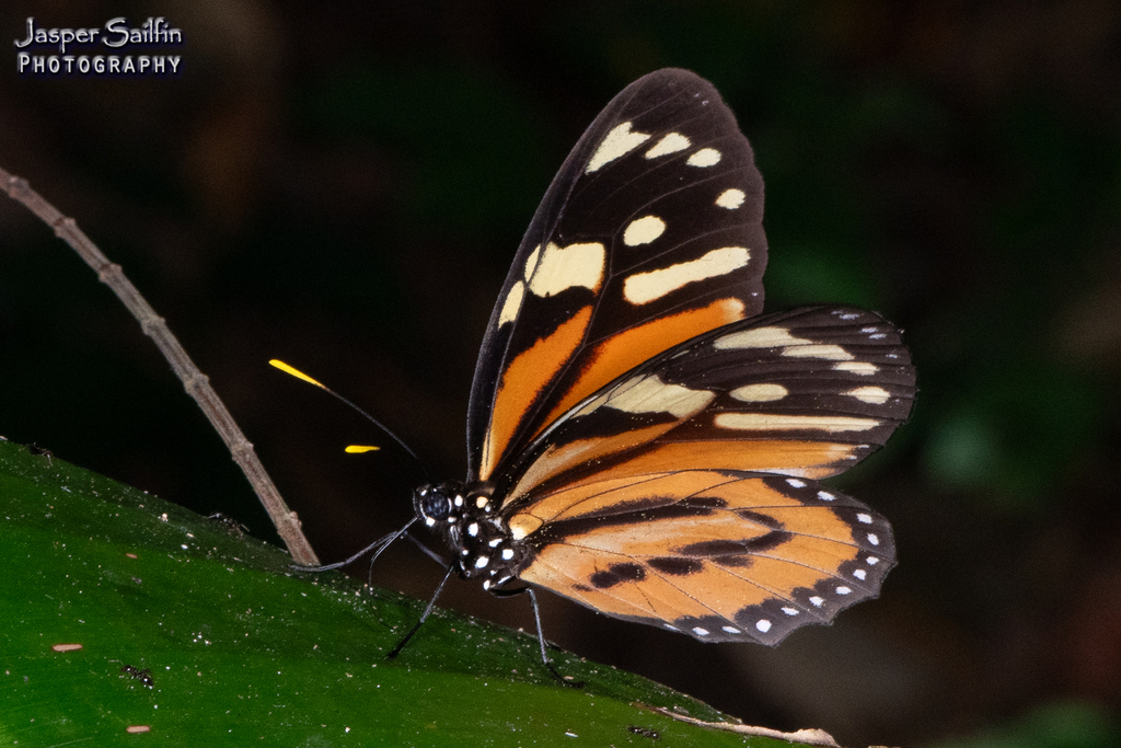 Tiger Mimic-Queen from ARCC, Lago Soledad, Tambopata, Peru on August 31 ...