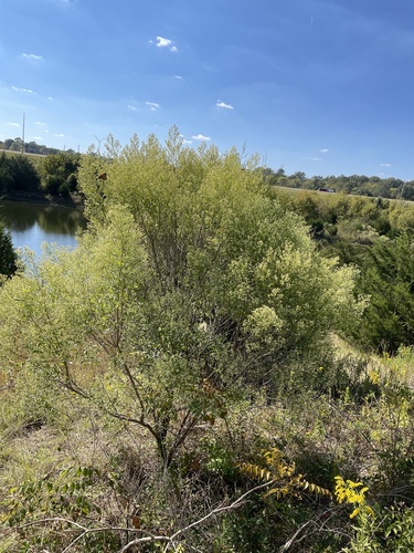 Observations by natev · iNaturalist