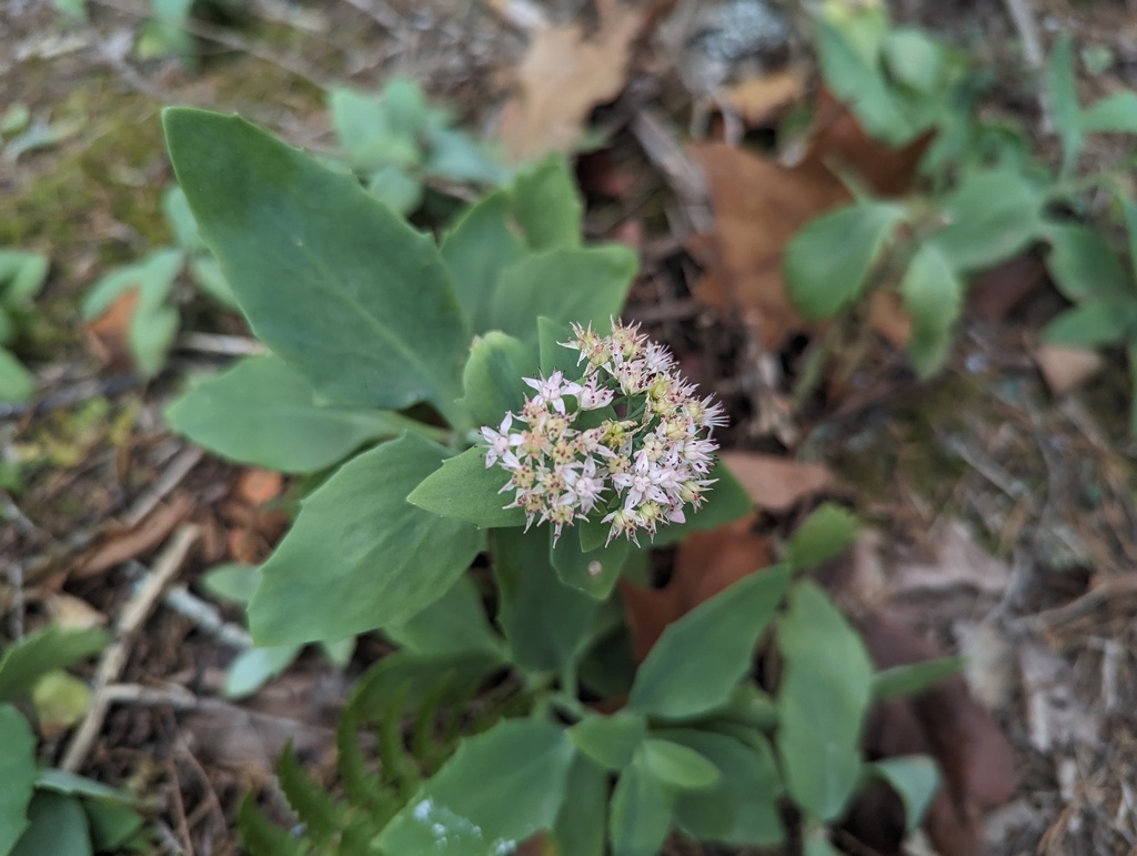 Allegheny stonecrop in October 2023 by Ryan Sorrells · iNaturalist