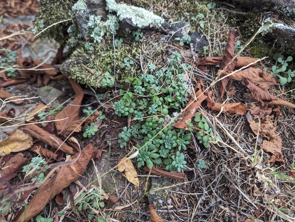 Widow's-cross in October 2023 by Ryan Sorrells · iNaturalist