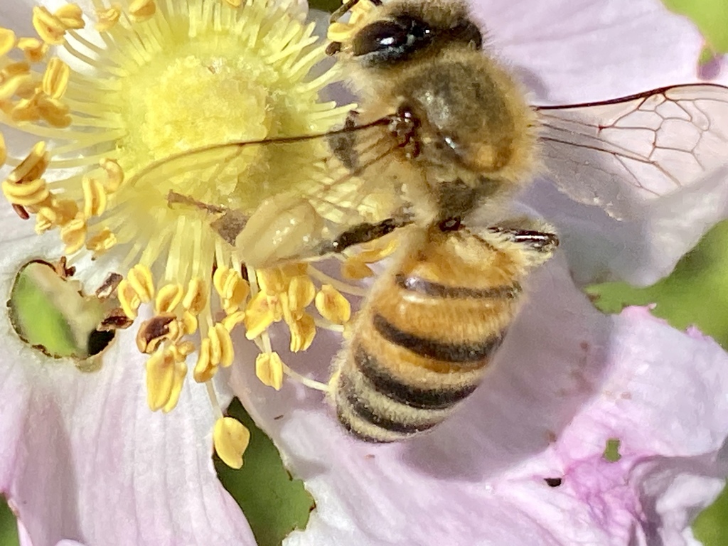 Western Honey Bee from San Joaquin Marsh, Irvine, CA 92612, USA on ...