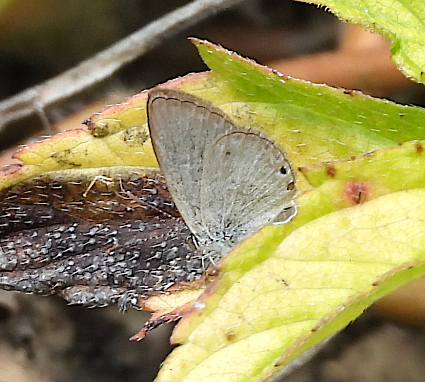 Black-spotted Grass-blue from Kedron Brook, Everton Park, Brisbane QLD ...