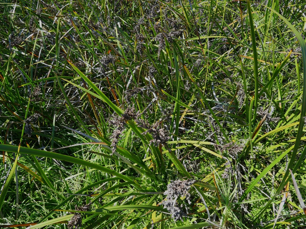 Coast Sword-sedge from Perth WA, Australia on August 30, 2023 at 02:40 ...