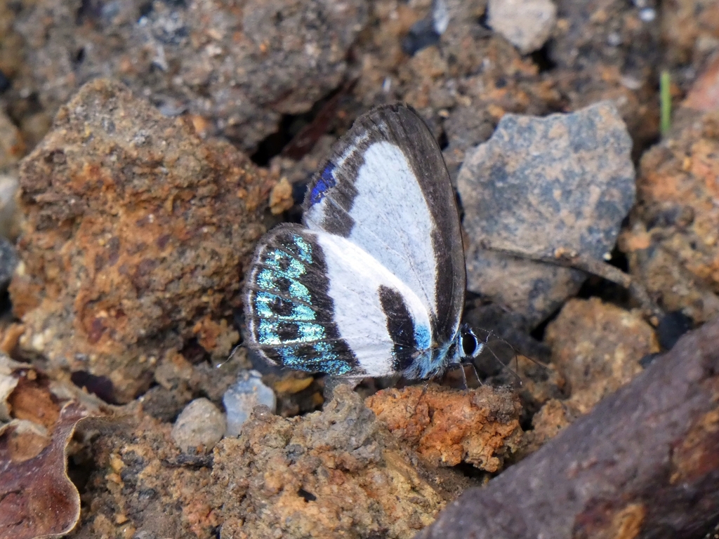 Tailed Green-banded Line Blue from Candlenut on October 18, 2023 at 10: ...