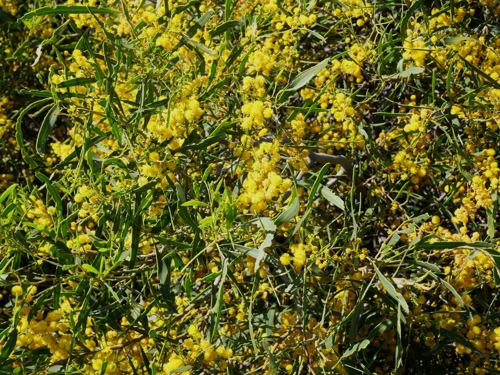 Acacia rostellifera from Perth WA, Australia on August 30, 2023 at 02: ...