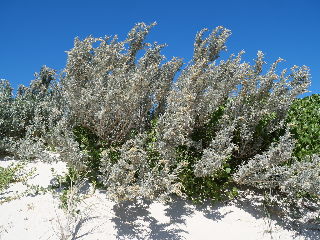 Grey Saltbush from Perth WA, Australia on August 30, 2023 at 03:15 PM ...