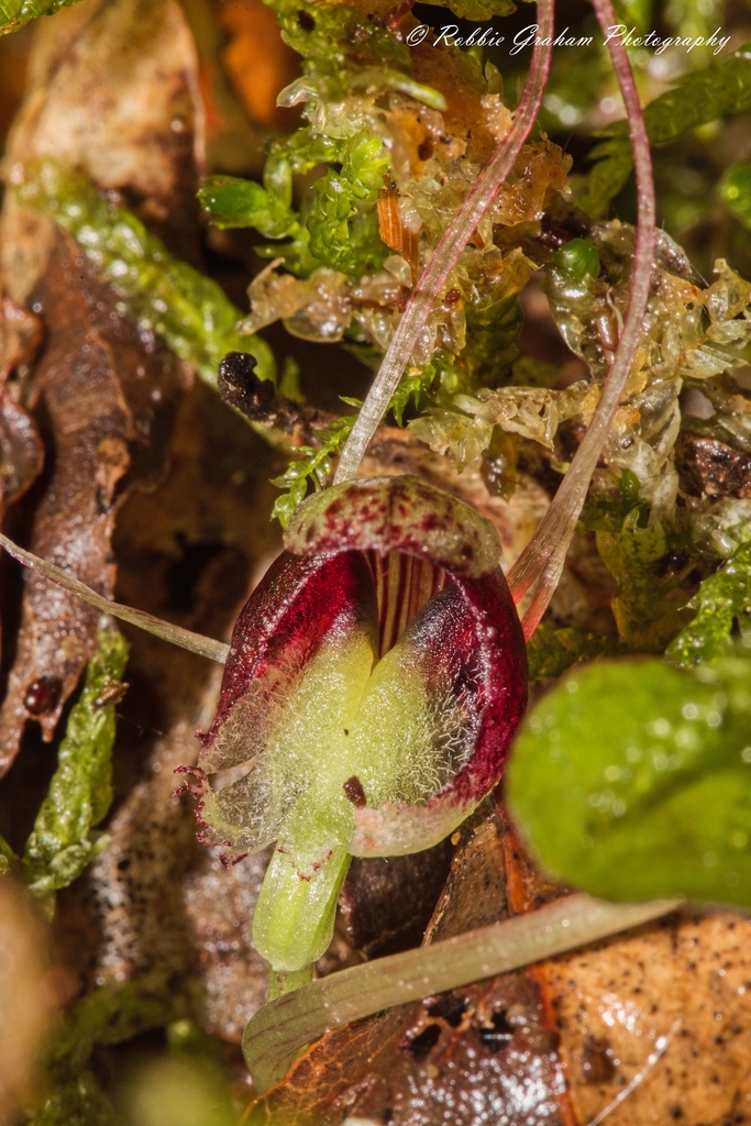 Corybas hypogaeus in October 2023 by Robbie Graham. Flower under the ...