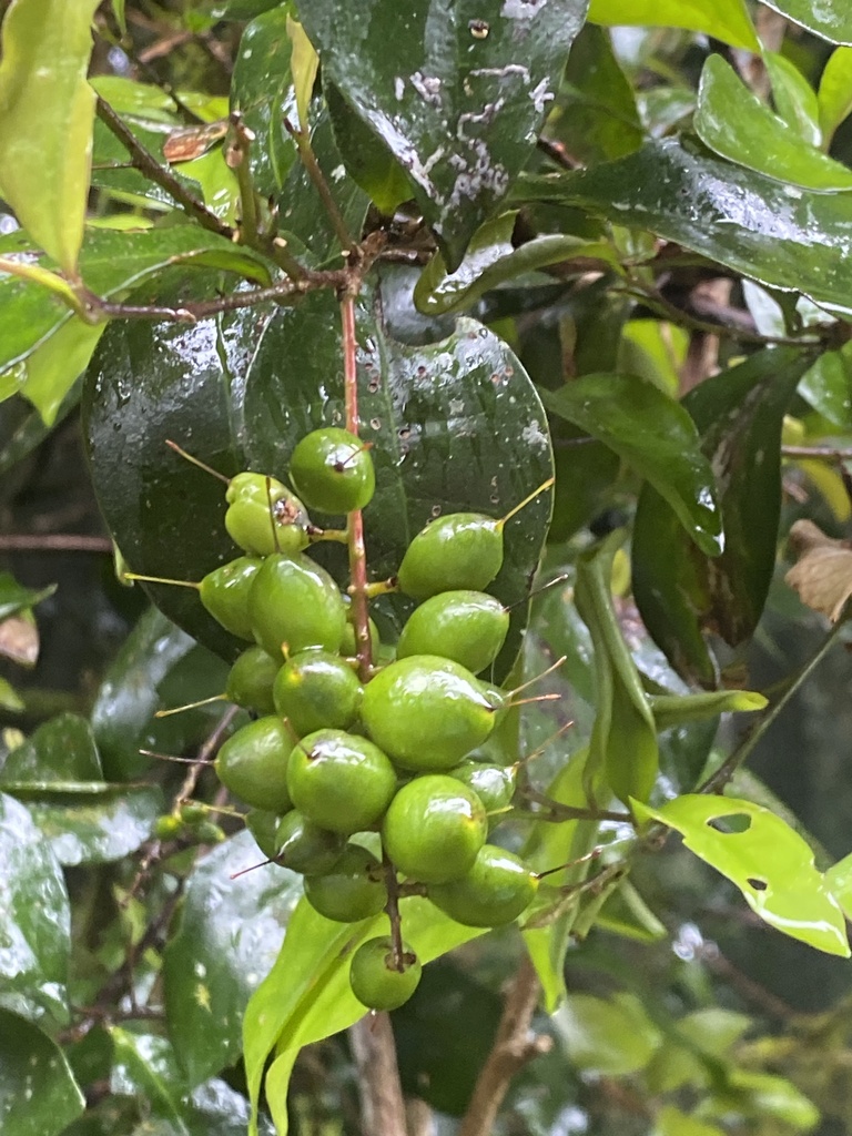 Helicia from Springbrook National Park, Springbrook, QLD, AU on October ...