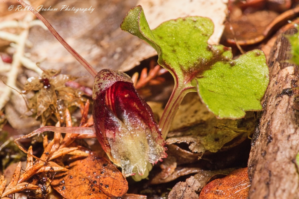 Corybas trilobus aggregate in October 2023 by Robbie Graham · iNaturalist