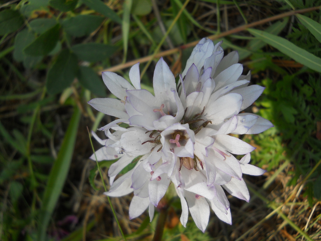 flowering plants from Batshireet, Mongolia on July 16, 2014 at 12:52 PM ...