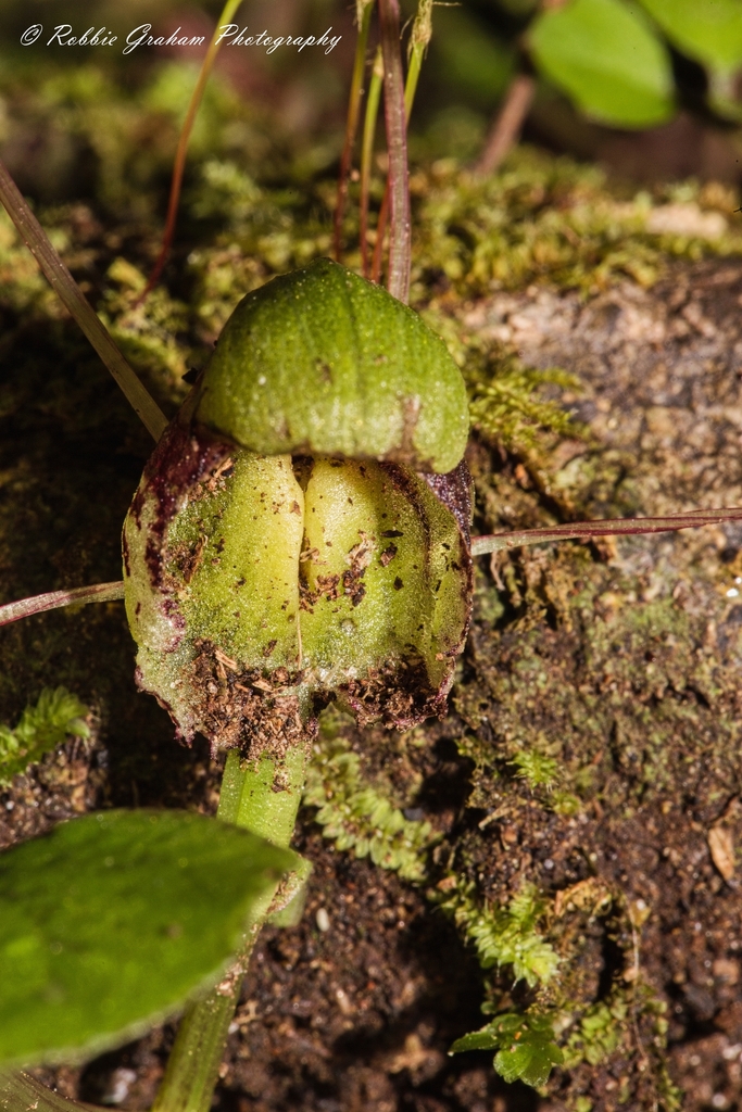 Corybas vitreus in October 2023 by Robbie Graham · iNaturalist