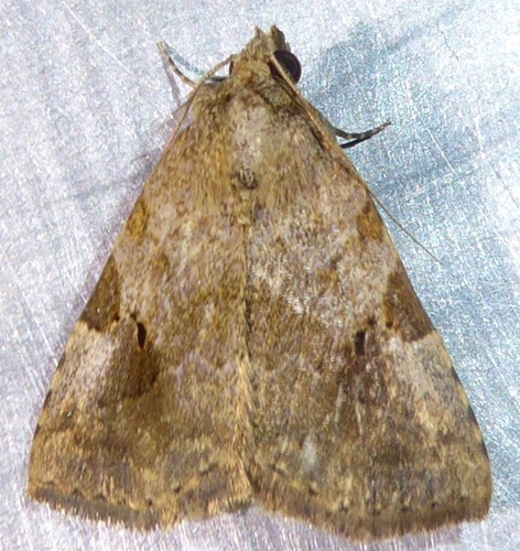 Oglasa obliquisigna · iNaturalist United Kingdom