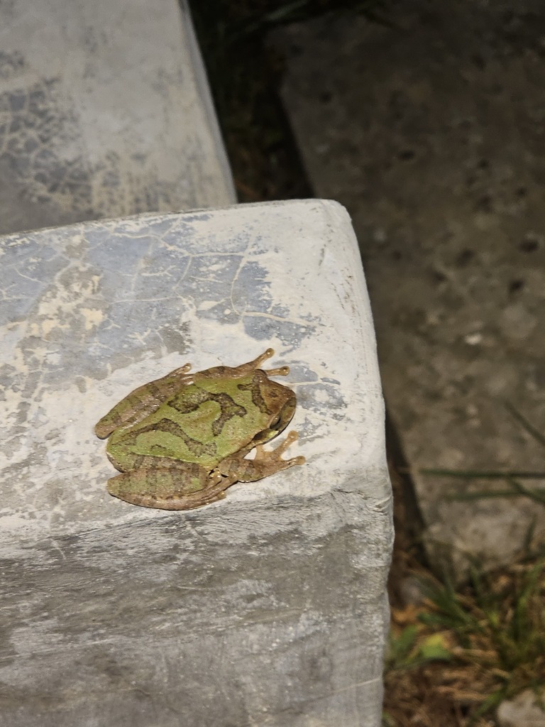 Smilisca Tree Frogs from Tatumbla, Honduras on September 20, 2023 at 09 ...