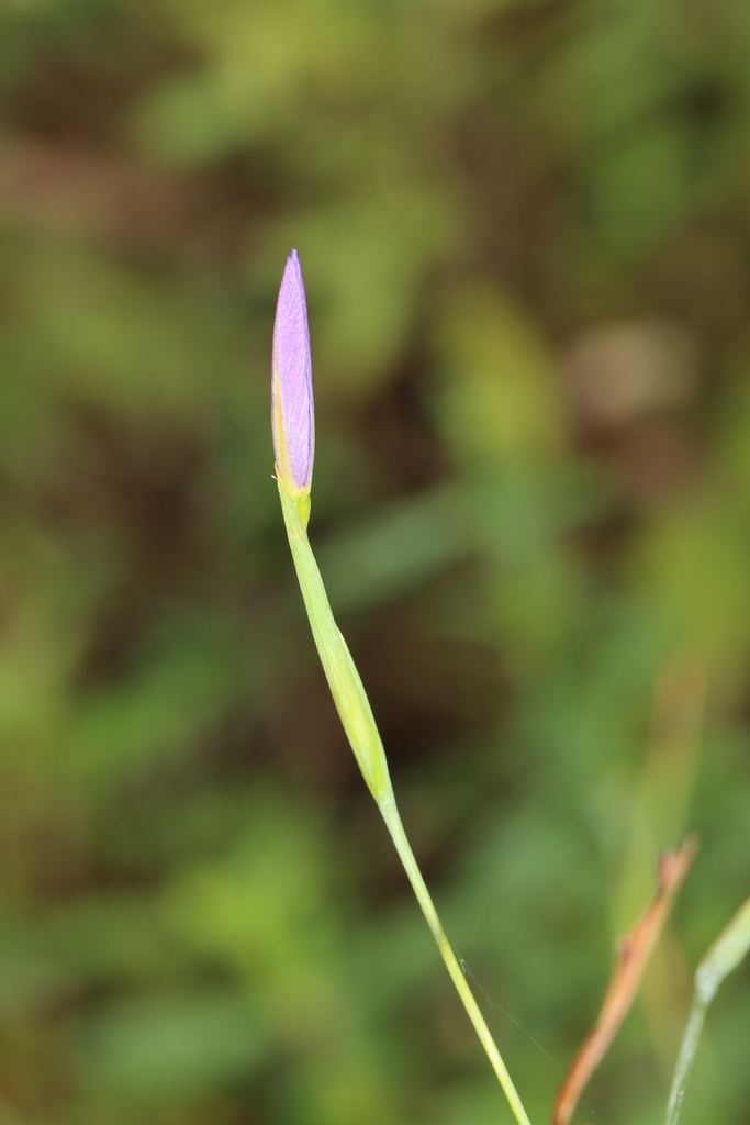 celestial lily from Osceola County, FL, USA on October 16, 2023 at 01: ...