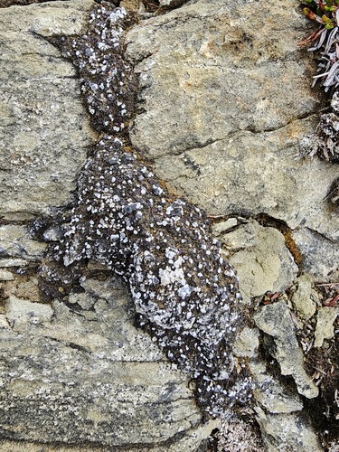 Arctic Blister Lichen (Toninia arctica) · iNaturalist