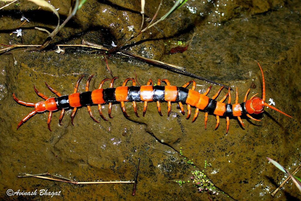 Indian Tiger Centipede from Prabalgad, Maharashtra, India on August 31 ...