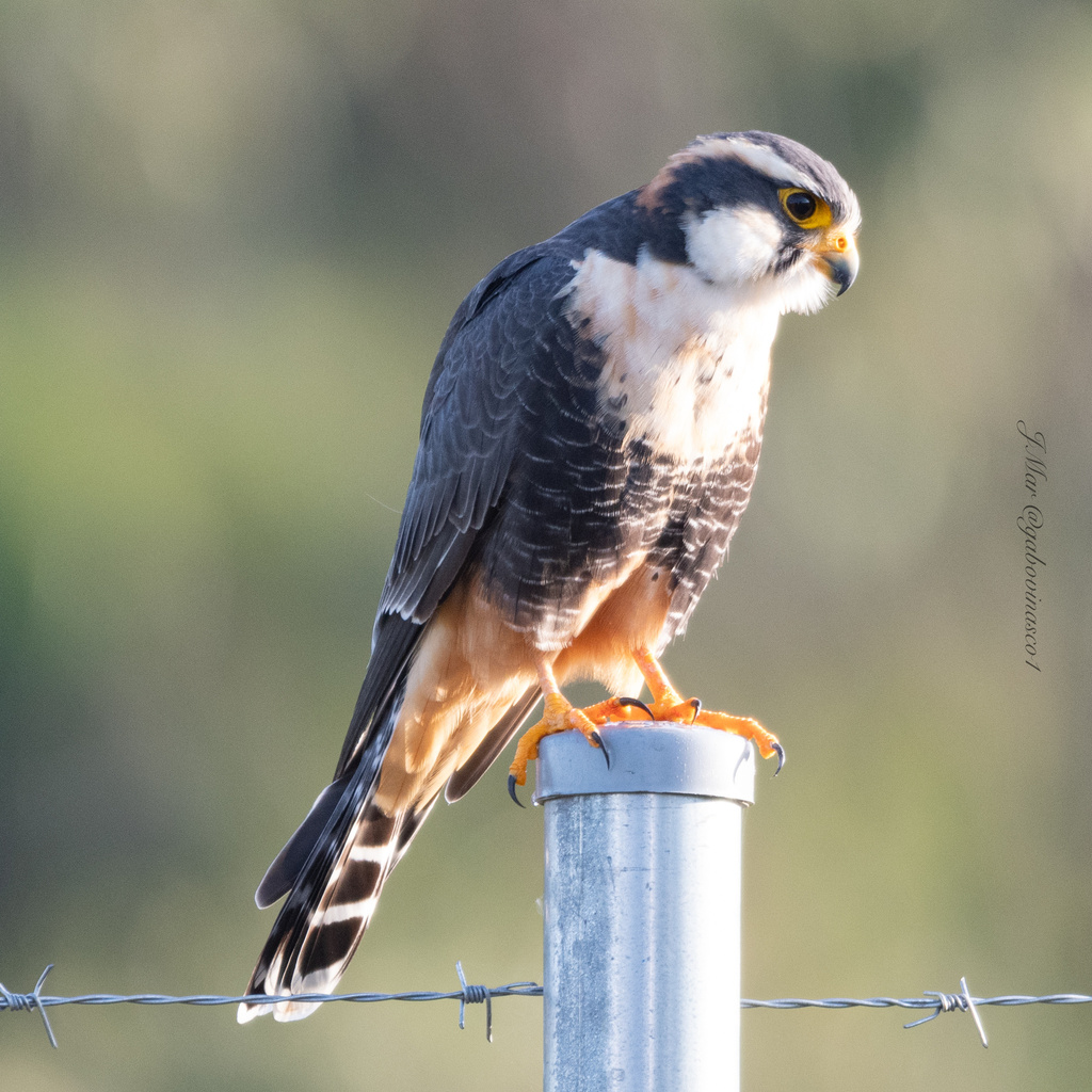 Aplomado Falcon from Tribunas Córcega, Pereira, Risaralda, CO on ...