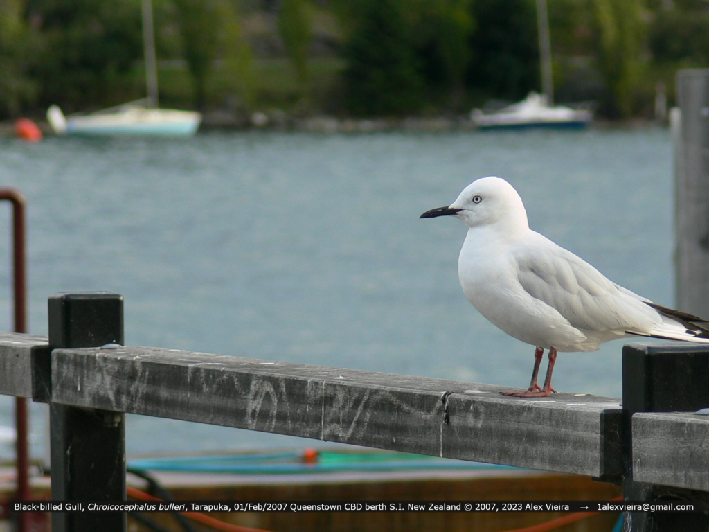 Black-billed Gull in February 2007 by Alex Vieira. It is a Black-billed ...
