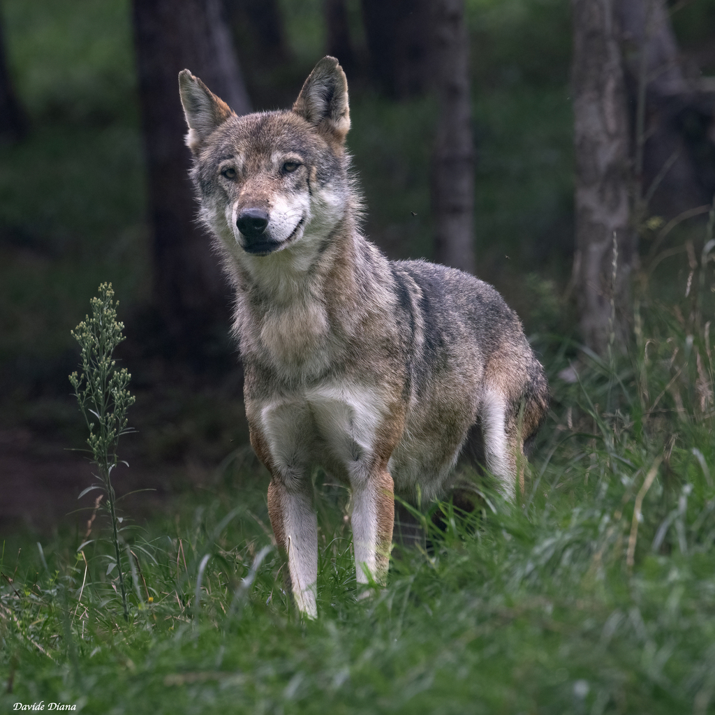 Gray Wolf in September 2023 by Davide Diana · iNaturalist