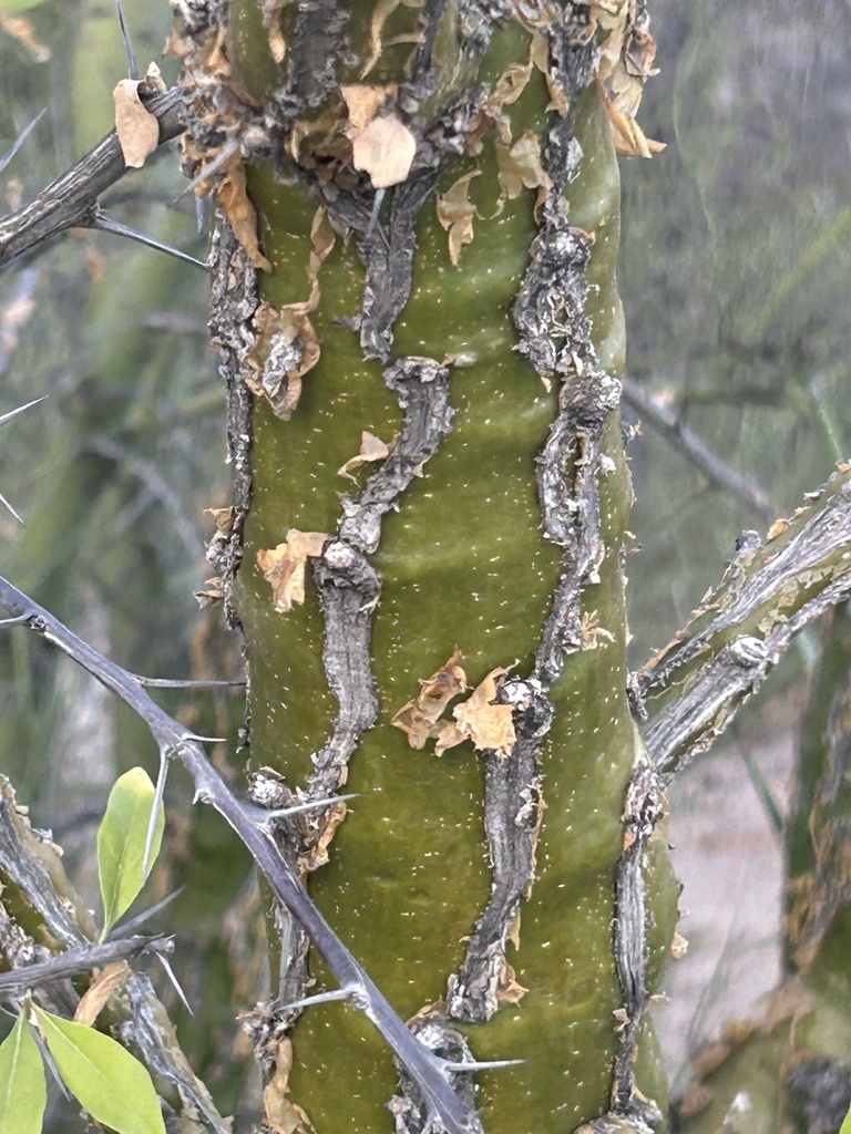 Mexican tree ocotillo from Centro Ecológico de Sonora, Hermosillo, Son ...