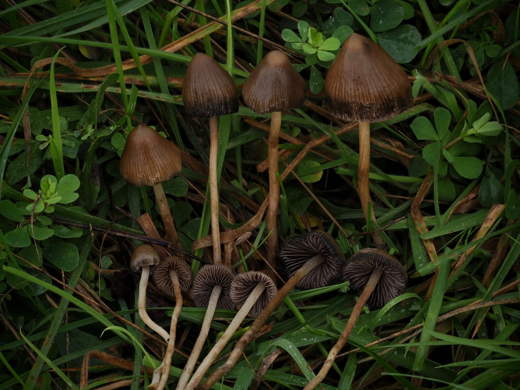 Liberty Cap in October 2023 by James Conway · iNaturalist