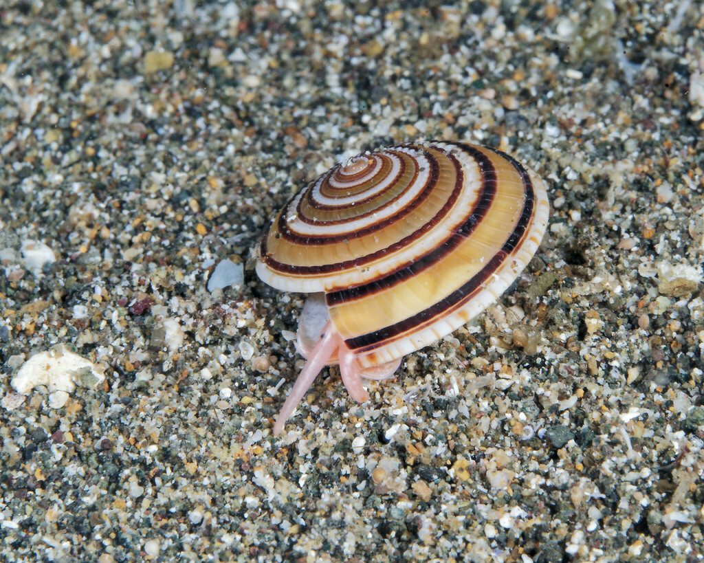 Architectonica modesta from Mabini, Batangas, Philippines on June 21 ...