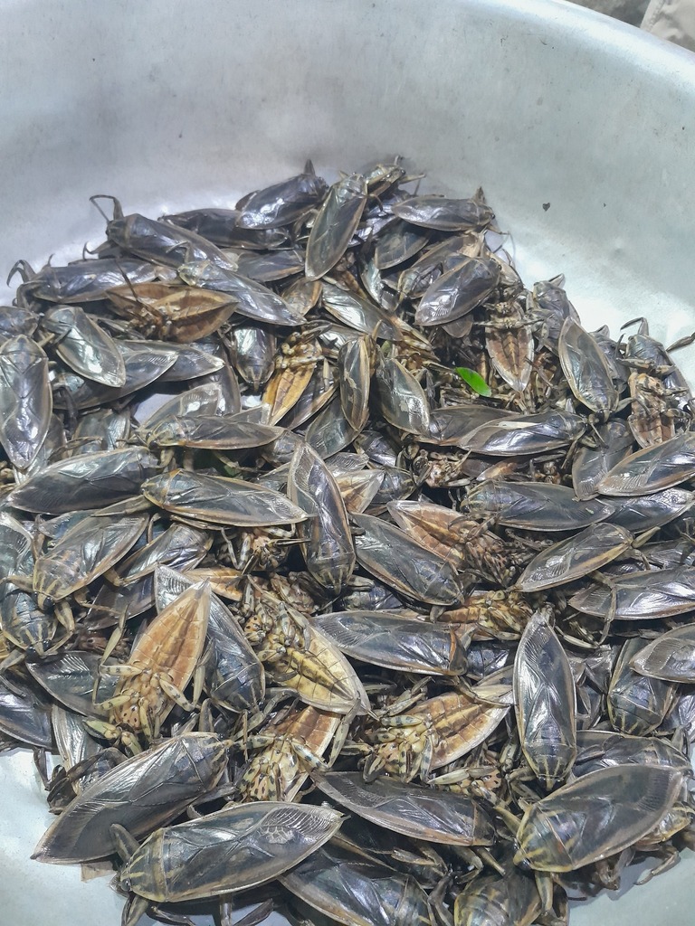 Asian Giant Water Bug from Vientiane, Laos on February 18, 2023 at 09: ...