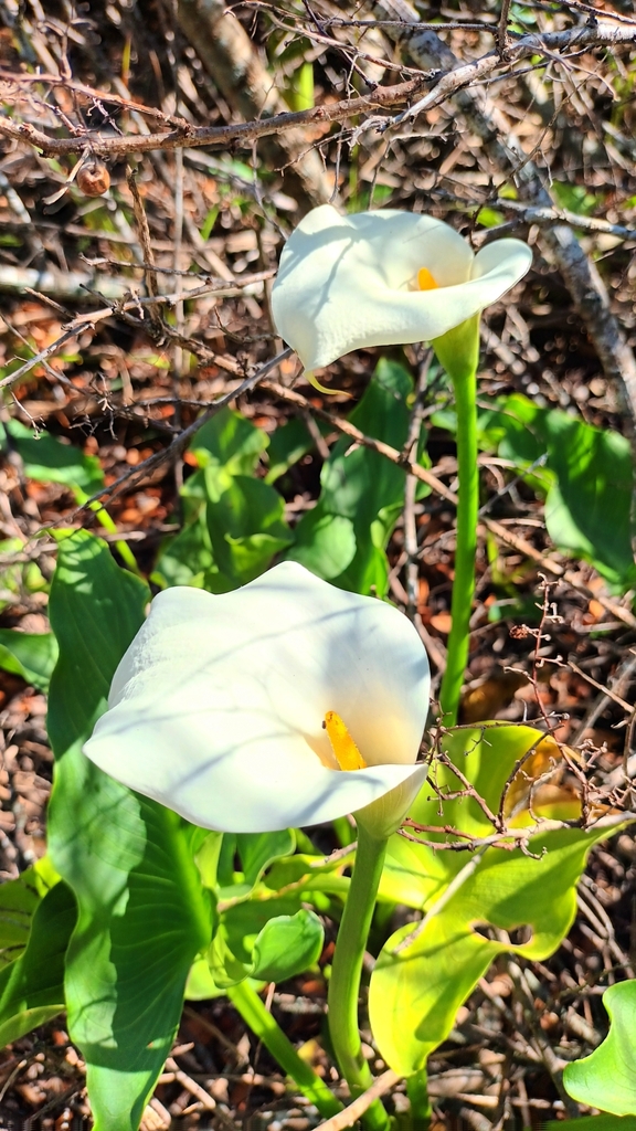 calla lily from University of The Western Cape, Erica Twp, Cape Town ...