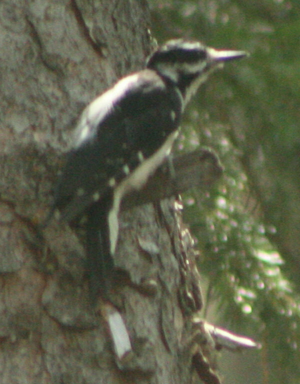 Hairy Woodpecker from Tony Grove Lake, Utah 84333, USA on July 31, 2023 ...