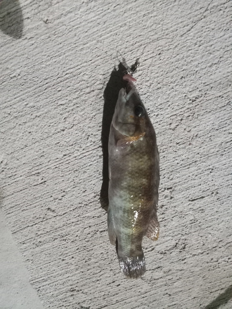 Cunner from Shediac, NB, Canada on October 17, 2023 at 05:39 AM by ...