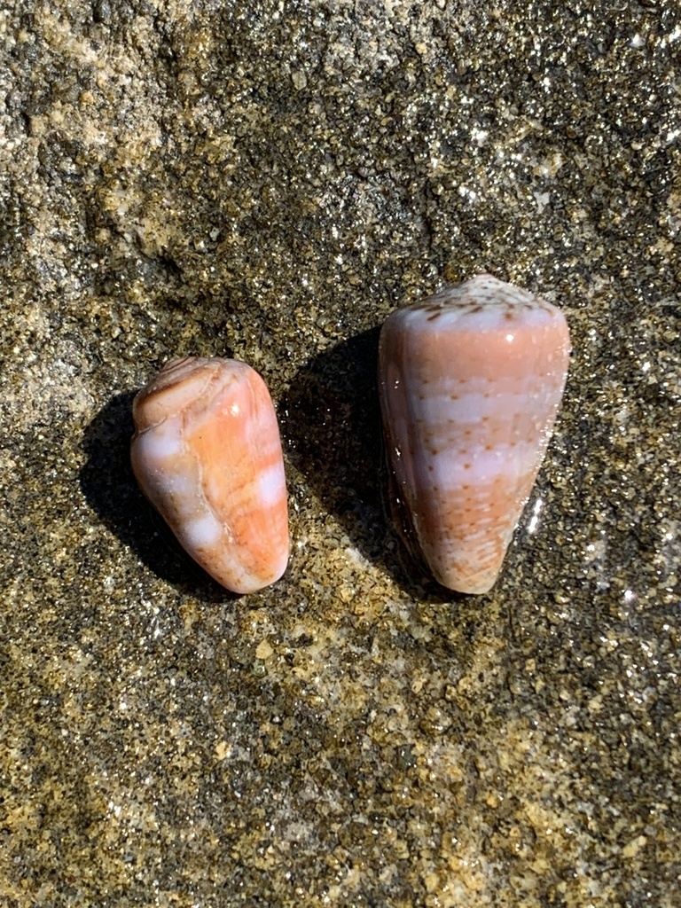 Black-end Cone from Bundjalung National Park, Woody Head, NSW, AU on ...