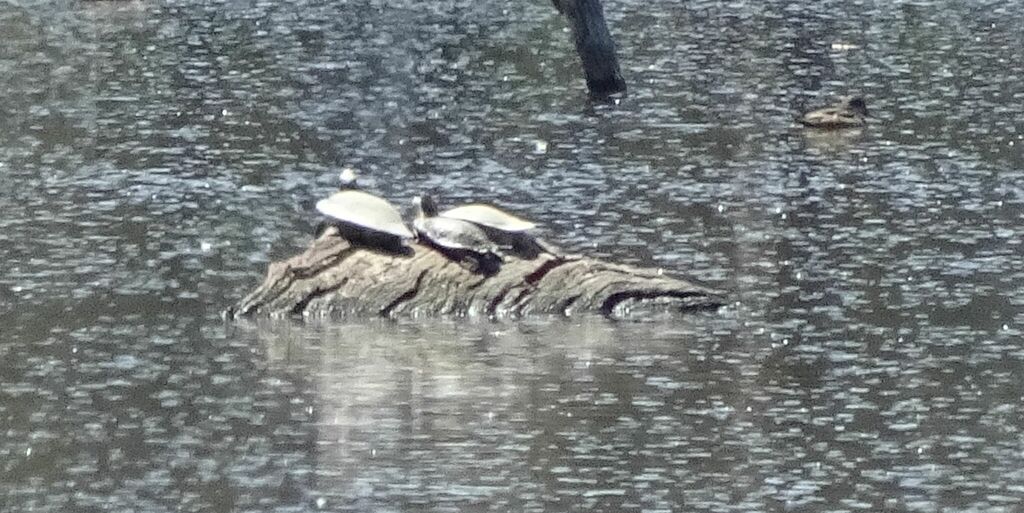 Turtles and Tortoises from Forbes NSW 2871, Australia on October 18 ...