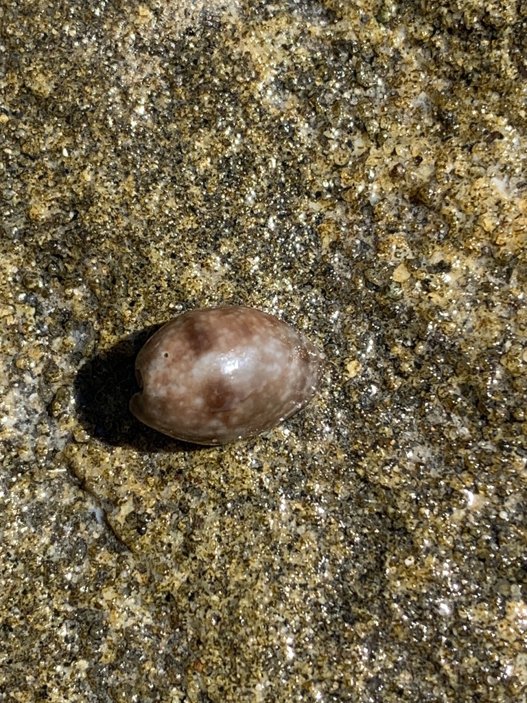 Brown bubble shell from Bundjalung National Park, Woody Head, NSW, AU ...