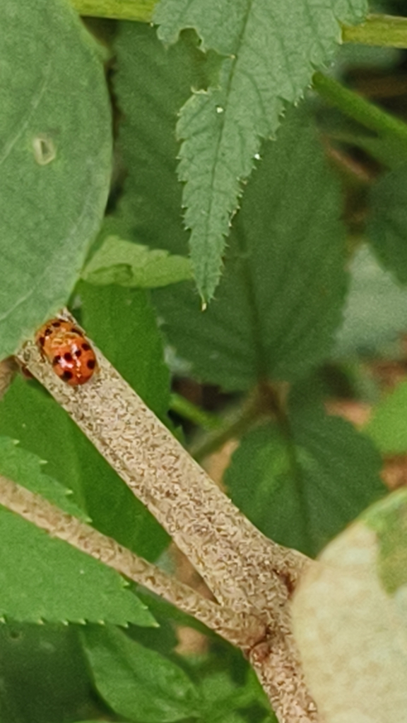 Lady, Fungus, Scavenger, and Bark Beetles from 557台灣南投縣竹山鎮瑞竹里 on ...