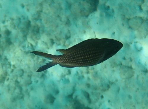 Why the damselfish Chromis chromis is a key species in the ...