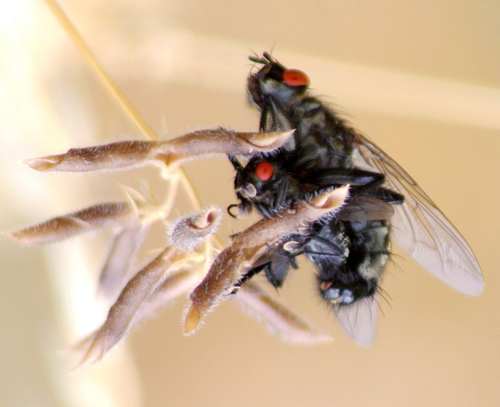 Common Flesh Flies from 69-200 Sulęcin, Polska on July 2, 2019 at 02:20 ...