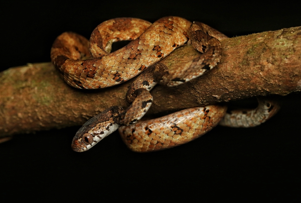 Barnes' Cat Snake in August 2023 by Dilanga madushan · iNaturalist