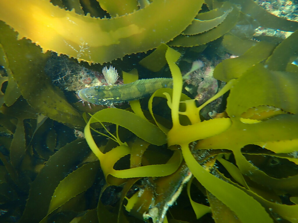 Super klipfish from Windmill Beach, South Africa on October 17, 2023 at ...