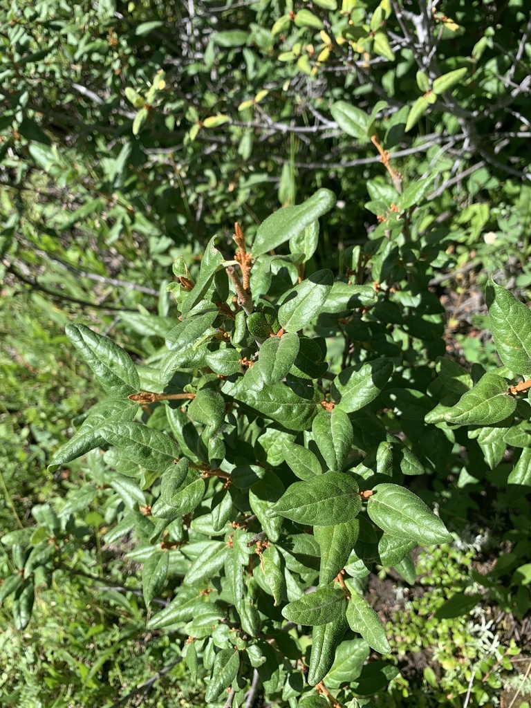 Canadian buffalo-berry from Guanella Pass Rd, Idaho Springs, CO, US on ...