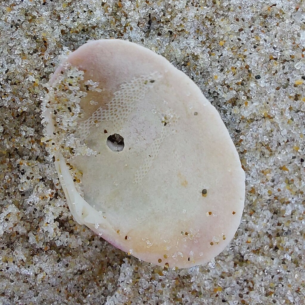 Lacy Crust Bryozoans from Te Arai, New Zealand on September 24, 2023 at ...
