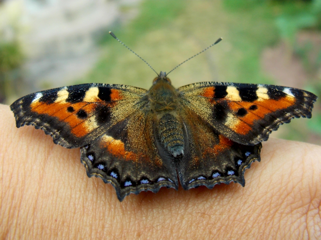 Indian Tortoiseshell from W3XG+GRJ, Haveli Azad Kashmir on October 10 ...