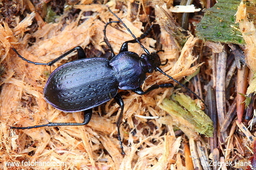 Subspecies Carabus arvensis carpathus · iNaturalist United Kingdom