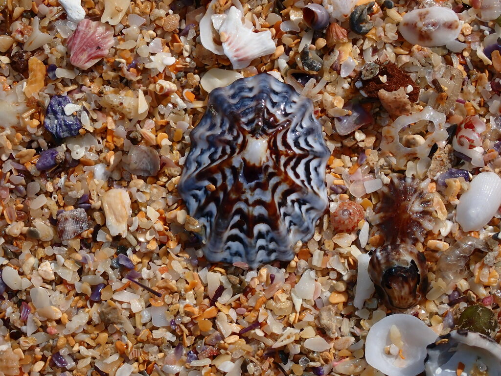 Patelloida alticostata from Central Coast Council, NSW, Australia on ...