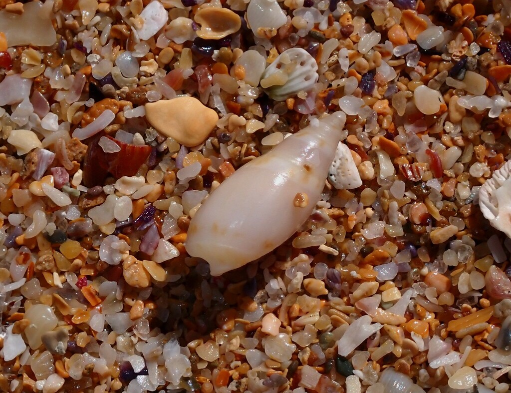 Amalda oblonga from Central Coast Council, NSW, Australia on October 13, 2023 at 03:02 PM by ...