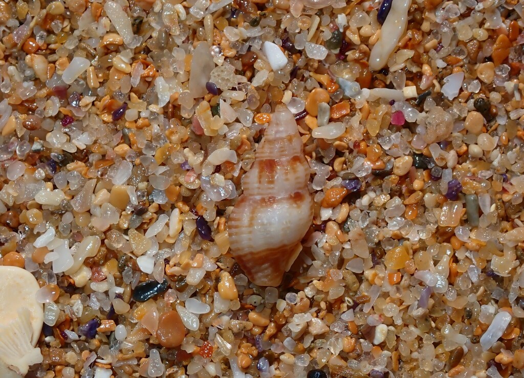 Engina australis from Central Coast Council, NSW, Australia on October 13, 2023 at 03:08 PM by ...