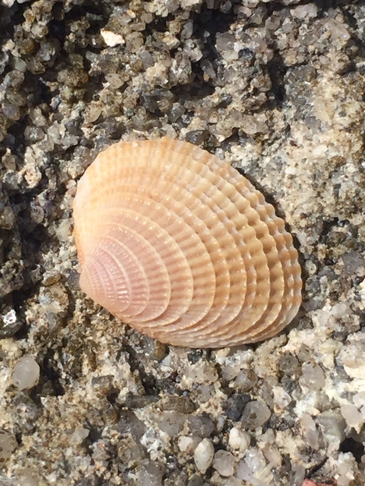 Timoclea scabra from Woody Bay, Woody Head, NSW, AU on October 17, 2023 ...