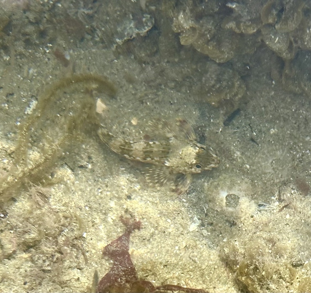 New Zealand Thornfish from All Day Bay, Otago, NZ on 18 October, 2023 ...