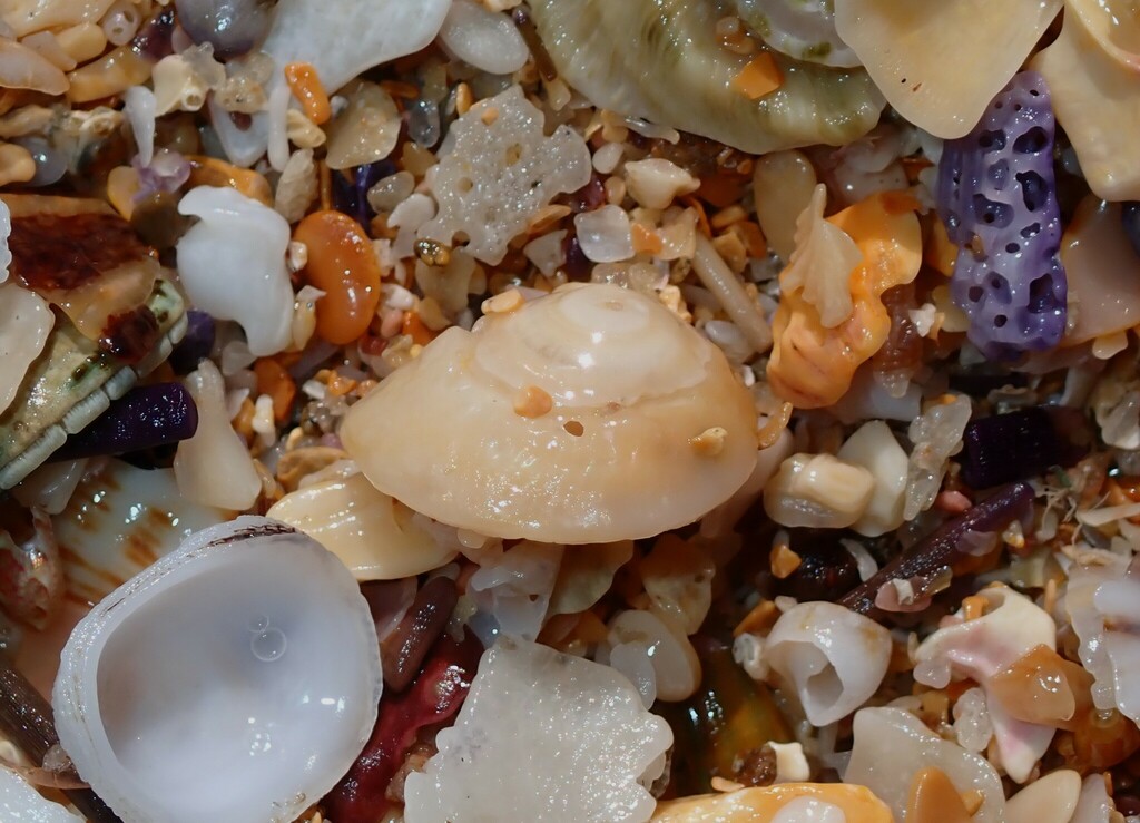 scaly small star from Central Coast Council, NSW, Australia on October ...