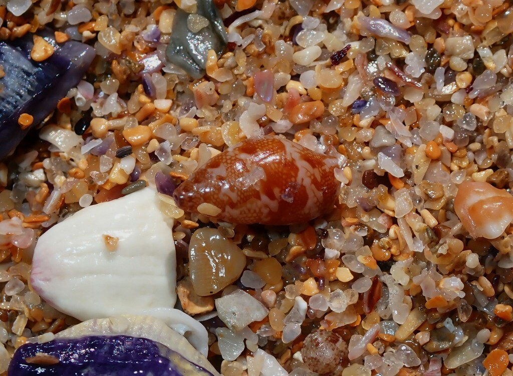 Mitrella bicincta from Central Coast Council, NSW, Australia on October 13, 2023 at 03:12 PM by ...