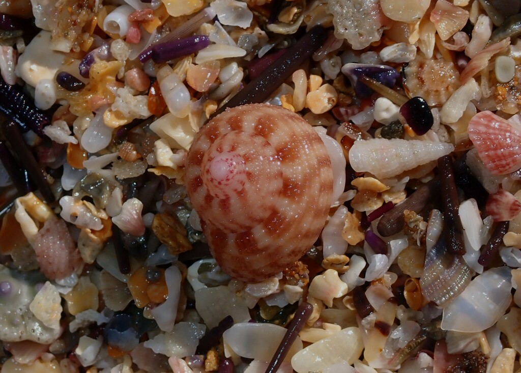 Clanculus floridus from Central Coast Council, NSW, Australia on October 13, 2023 at 03:15 PM by ...